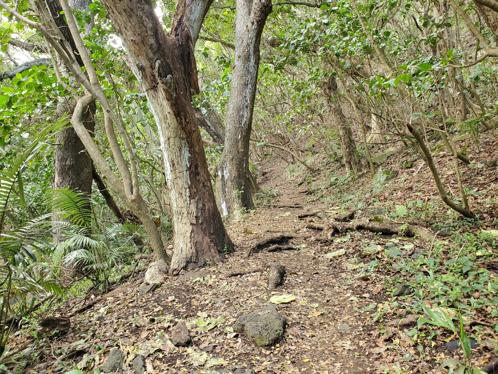 Waimanu Beach via the Muliwai Trail, Honokaa - Hawaii Beaches